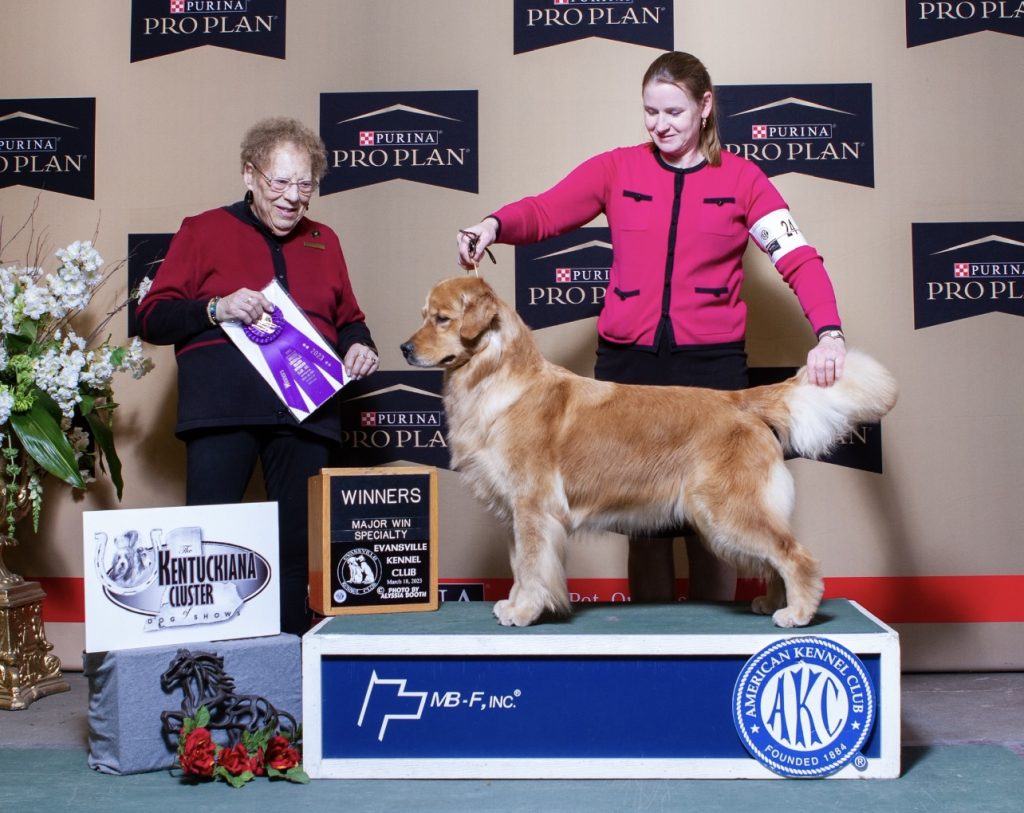 CH Sivado’s Whatcha Name “Puzzle” – Sivado’s Golden Retrievers